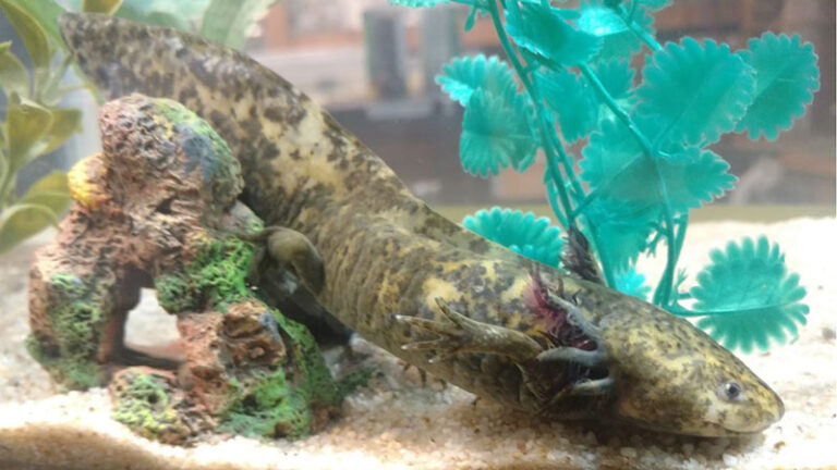 How to Identify a Mosaic Axolotl in Your Tank