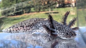 Types of Axolotls - A Guide to Different Color Morphs and Varieties