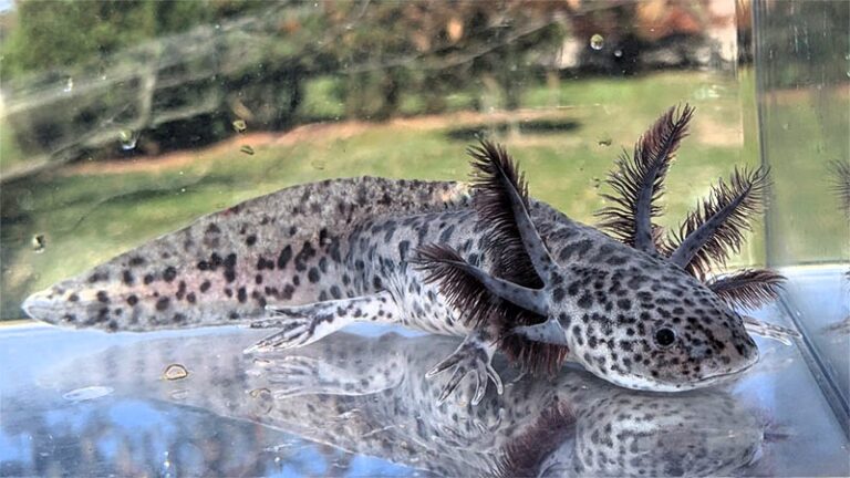 Types of Axolotls - A Guide to Different Color Morphs and Varieties