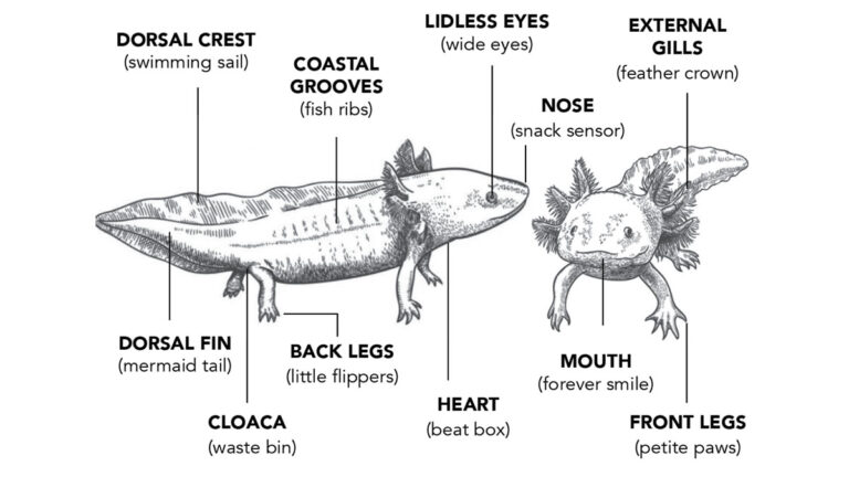 Axolotl - Biology, Habitat, Diet, Health and Care Tips