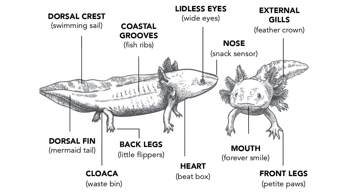 Axolotl - Biology, Habitat, Diet, Health and Care Tips