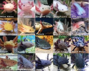 Axolotl - Biology, Habitat, Diet, Health and Care Tips