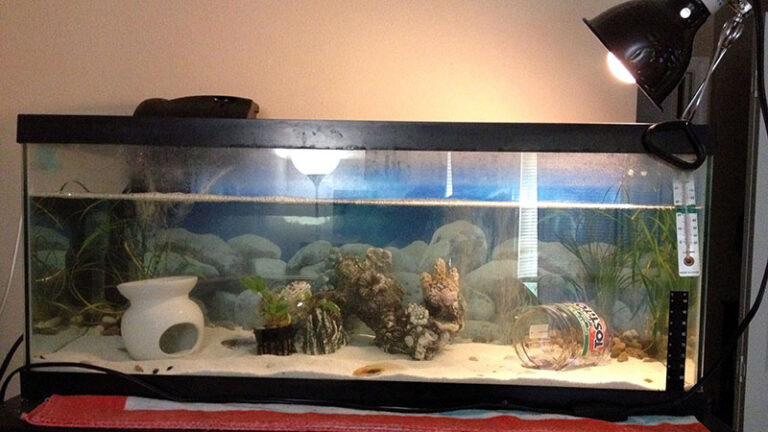 Beginner's Ultimate Guide: Essential Axolotl Care and Tips