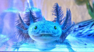 Types of Axolotls - A Guide to Different Color Morphs and Varieties