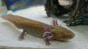 Types of Axolotls - A Guide to Different Color Morphs and Varieties