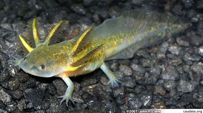 Types of Axolotls - A Guide to Different Color Morphs and Varieties