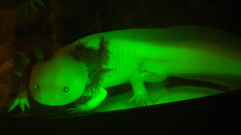 Types of Axolotls - A Guide to Different Color Morphs and Varieties