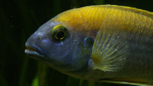 White Spots on Axolotls - Causes, Diagnosis and Treatment