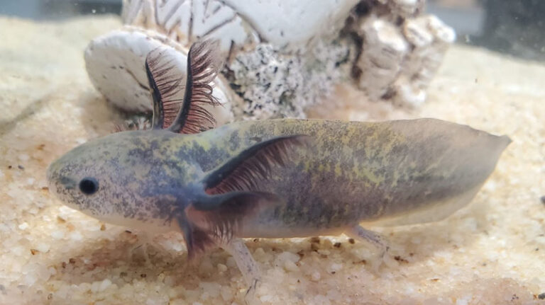 How to Identify a Mosaic Axolotl in Your Tank