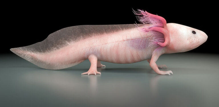 Types of Axolotls - A Guide to Different Color Morphs and Varieties