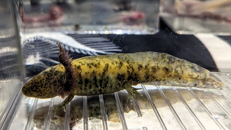 Types of Axolotls - A Guide to Different Color Morphs and Varieties