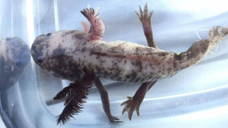 Understanding Axolotl Gill Development and Function