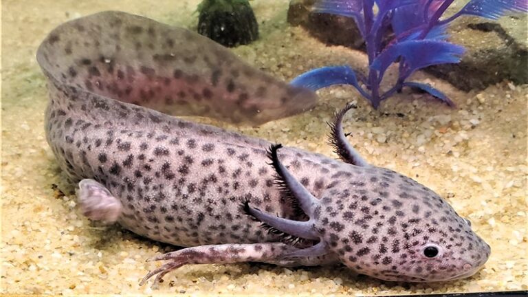 Types of Axolotls - A Guide to Different Color Morphs and Varieties