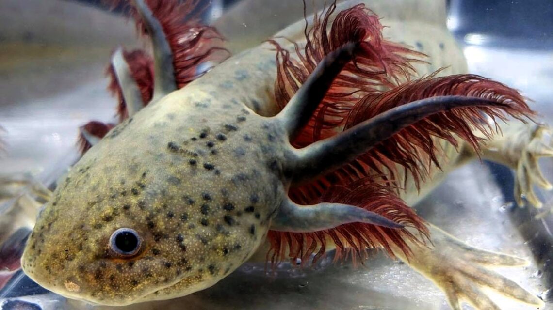 Understanding Axolotl Gill Development and Function