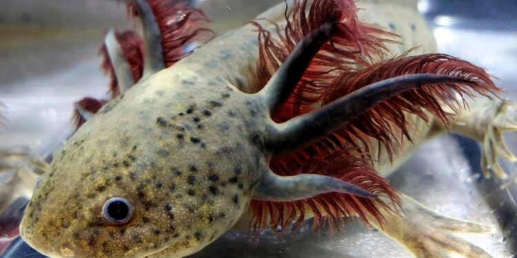 Understanding Axolotl Gill Development and Function