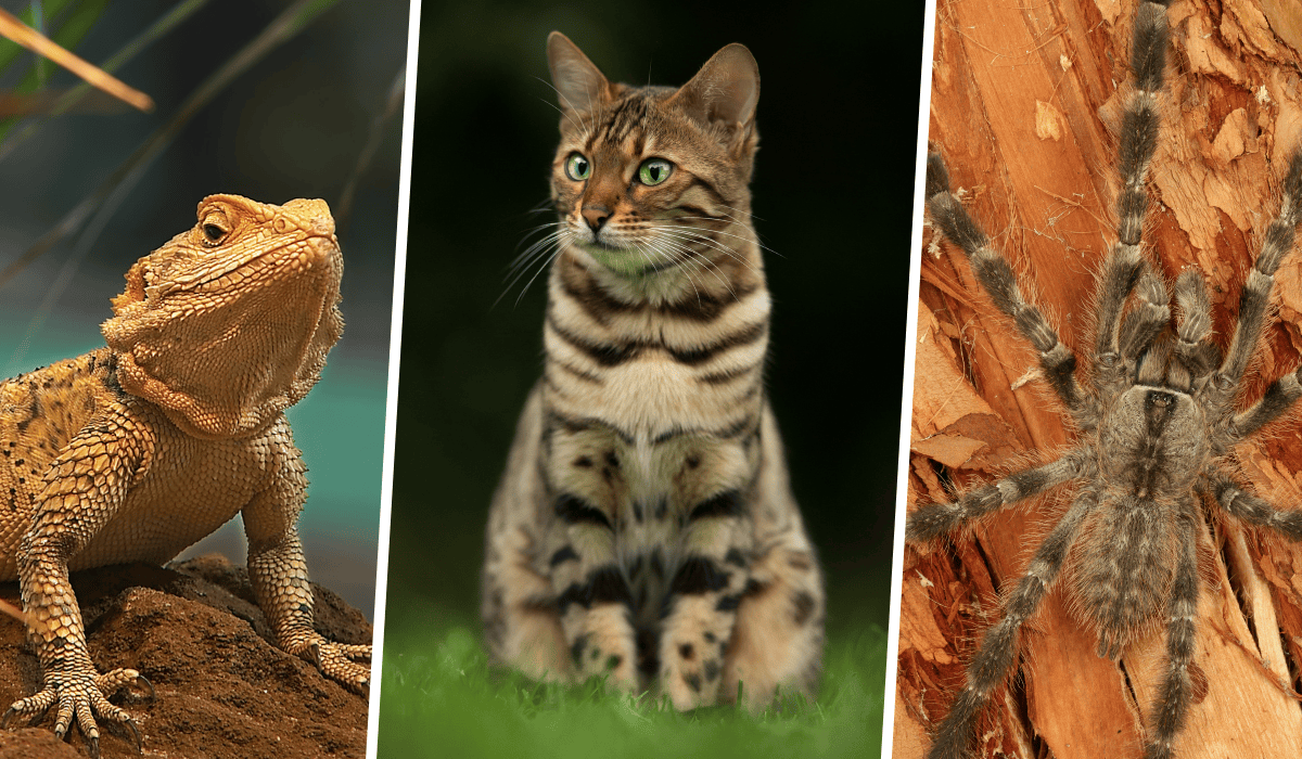 10 Unique Pets You Never Knew You Could Own (And How to Care for Them)