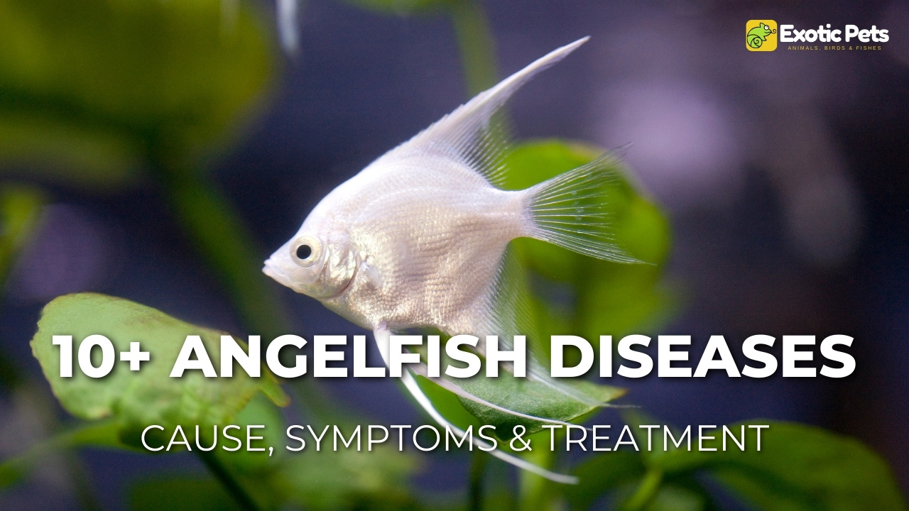13 Common Angelfish Diseases and Illnesses with Treatment