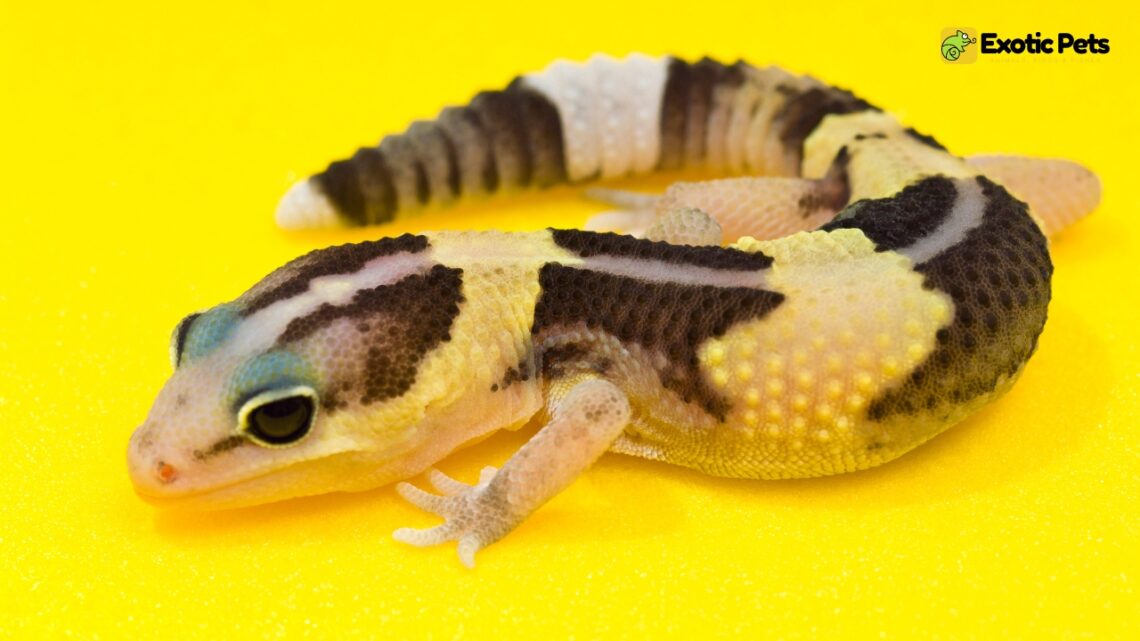 Top 10 Best Pet Lizards for Beginners in 2025