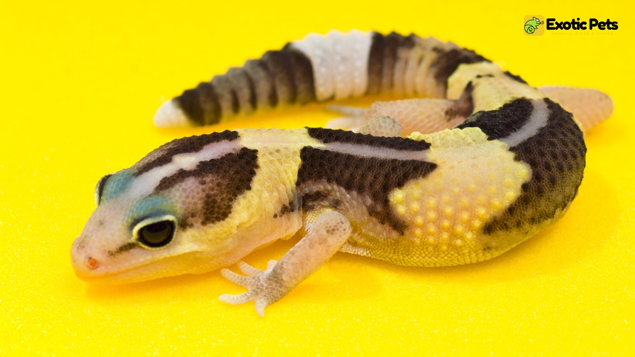 Top 10 Best Pet Lizards for Beginners in 2025