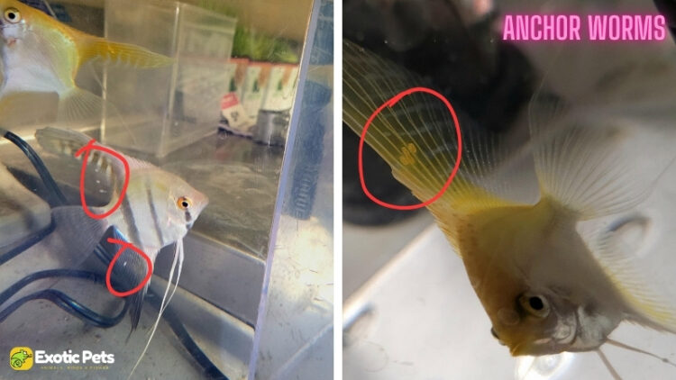 13 Common Angelfish Diseases and Illnesses with Treatment