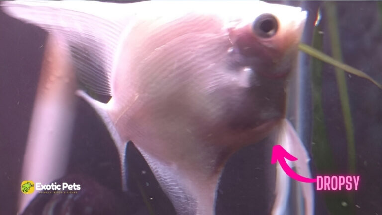 13 Common Angelfish Diseases and Illnesses with Treatment