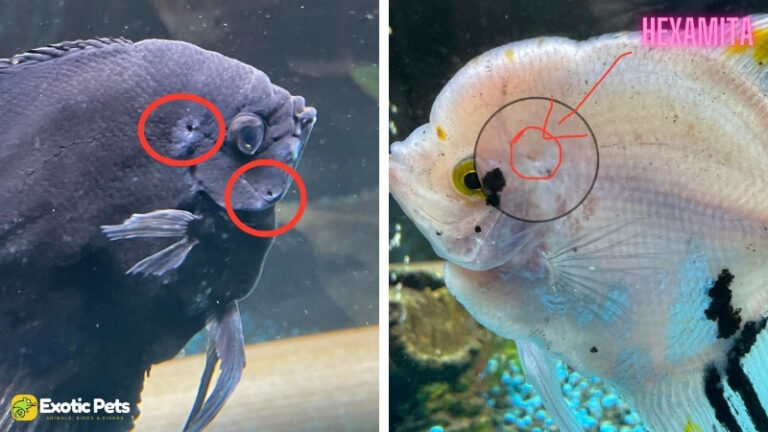 13 Common Angelfish Diseases and Illnesses with Treatment