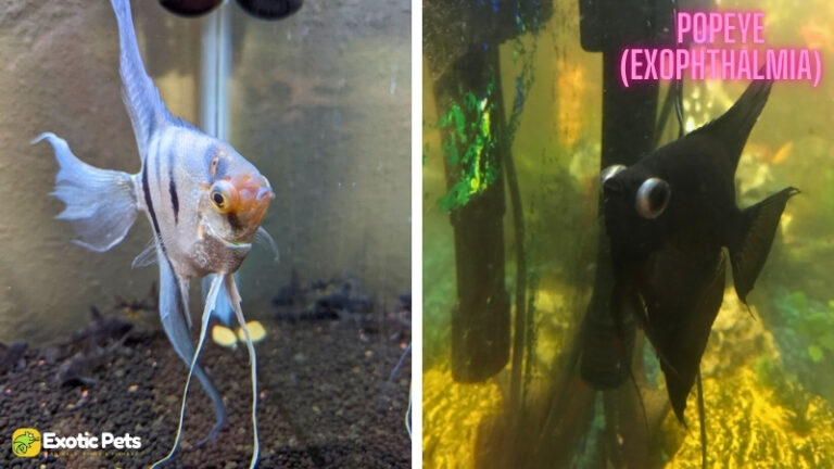 13 Common Angelfish Diseases and Illnesses with Treatment