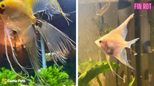 13 Common Angelfish Diseases and Illnesses with Treatment