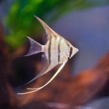 Freshwater Angelfish: Care Guide, Types, Size Chart, Lifespan, Tank ...