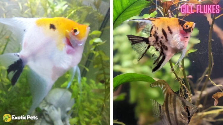 13 Common Angelfish Diseases and Illnesses with Treatment