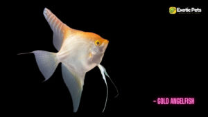 19 Types of Angelfish for Freshwater and Saltwater Aquariums