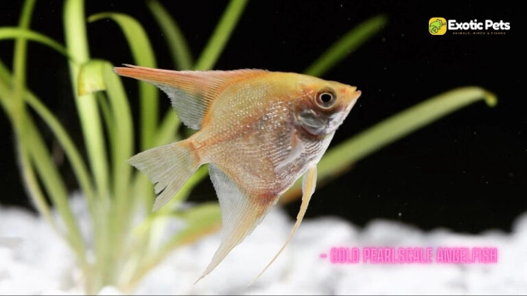 19 Types of Angelfish for Freshwater and Saltwater Aquariums
