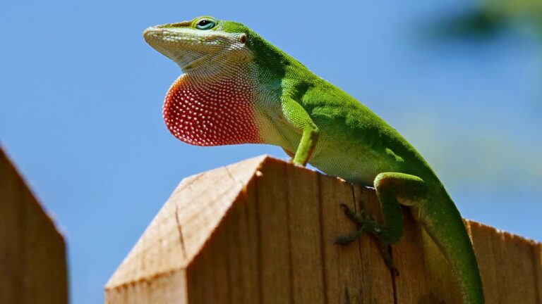 Top 10 Best Pet Lizards for Beginners in 2025