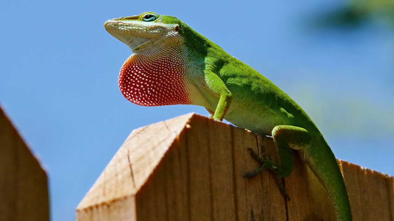 Top 10 Best Pet Lizards for Beginners in 2025