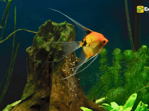Lifespan of Angelfish: How Long Do Angelfish Live?