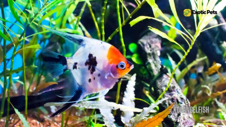 19 Types of Angelfish for Freshwater and Saltwater Aquariums