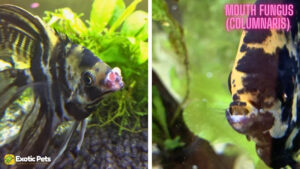 13 Common Angelfish Diseases and Illnesses with Treatment