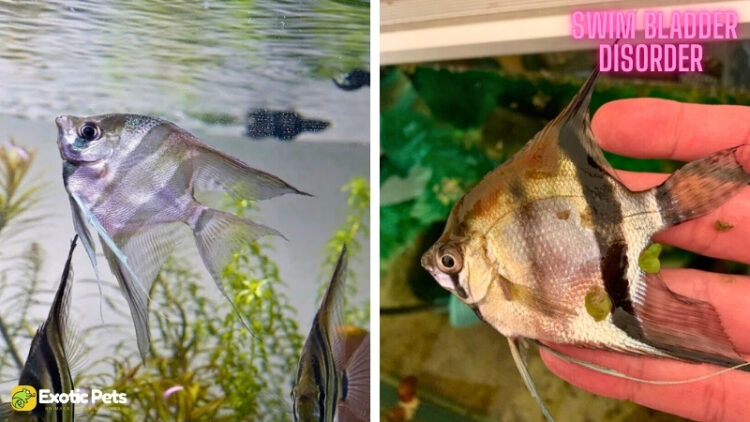 13 Common Angelfish Diseases and Illnesses with Treatment