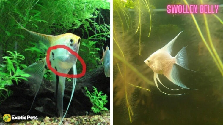 13 Common Angelfish Diseases and Illnesses with Treatment