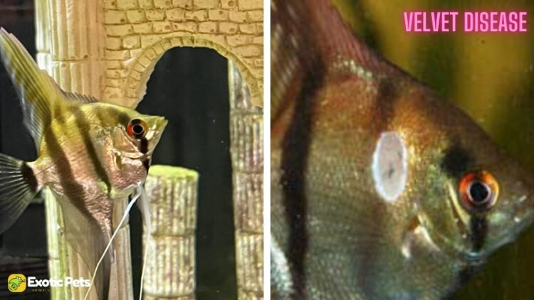 13 Common Angelfish Diseases and Illnesses with Treatment