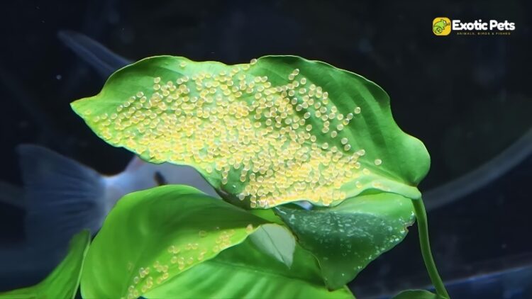 How to Tell if Angelfish Eggs are Fertilized (Expert Tips)