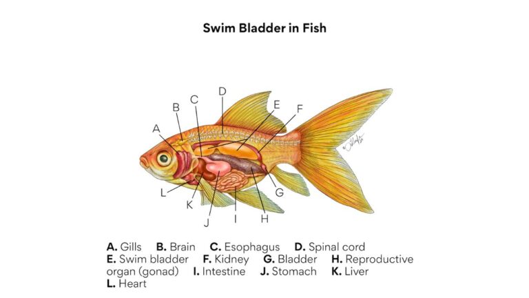 Goldfish Swim Bladder Disease: Symptoms, Causes, Treatments & Prevention