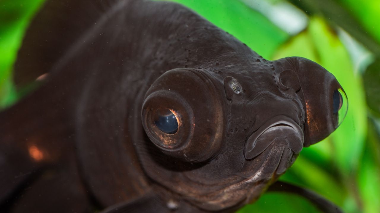 Black Moor Goldfish Care Guide: Feeding, Tank Setup, Diseases, Breeding ...