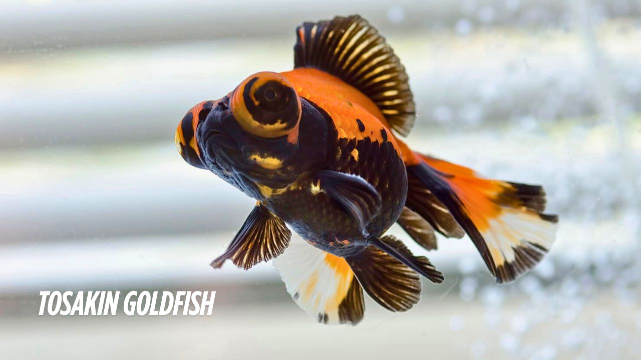 20+ Different Types of Goldfish Varieties With Traits & Images