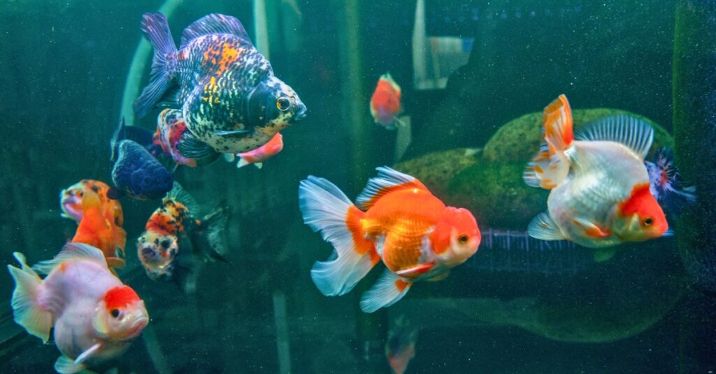 20+ Different Types of Goldfish Varieties With Traits & Images
