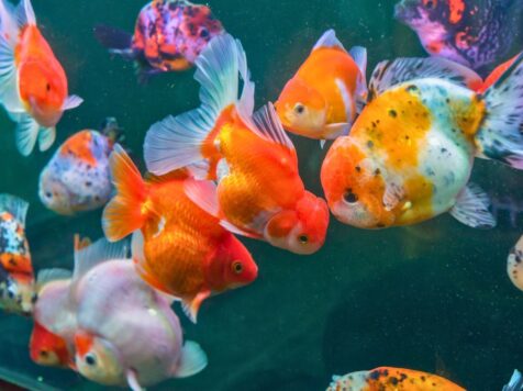 20+ Different Types of Goldfish Varieties With Traits & Images