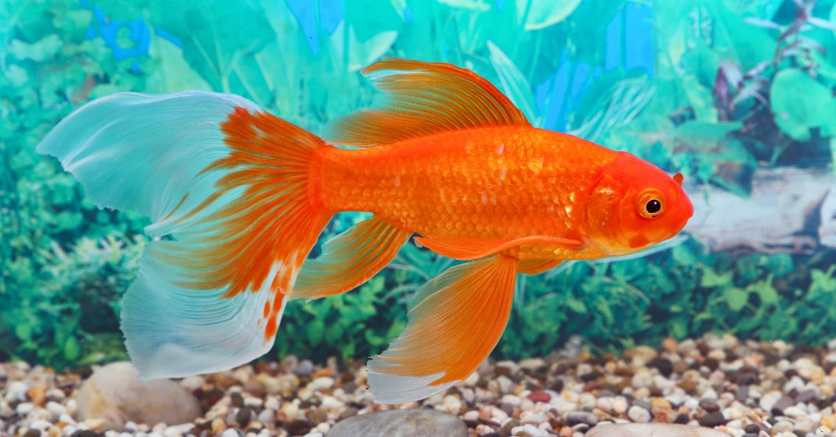 Goldfish Basics - Types, Setup, Feeding, Diseases & Health Tips
