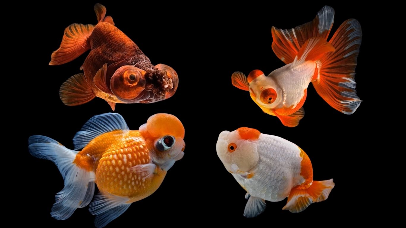 Goldfish Basics - Types, Setup, Feeding, Diseases & Health Tips