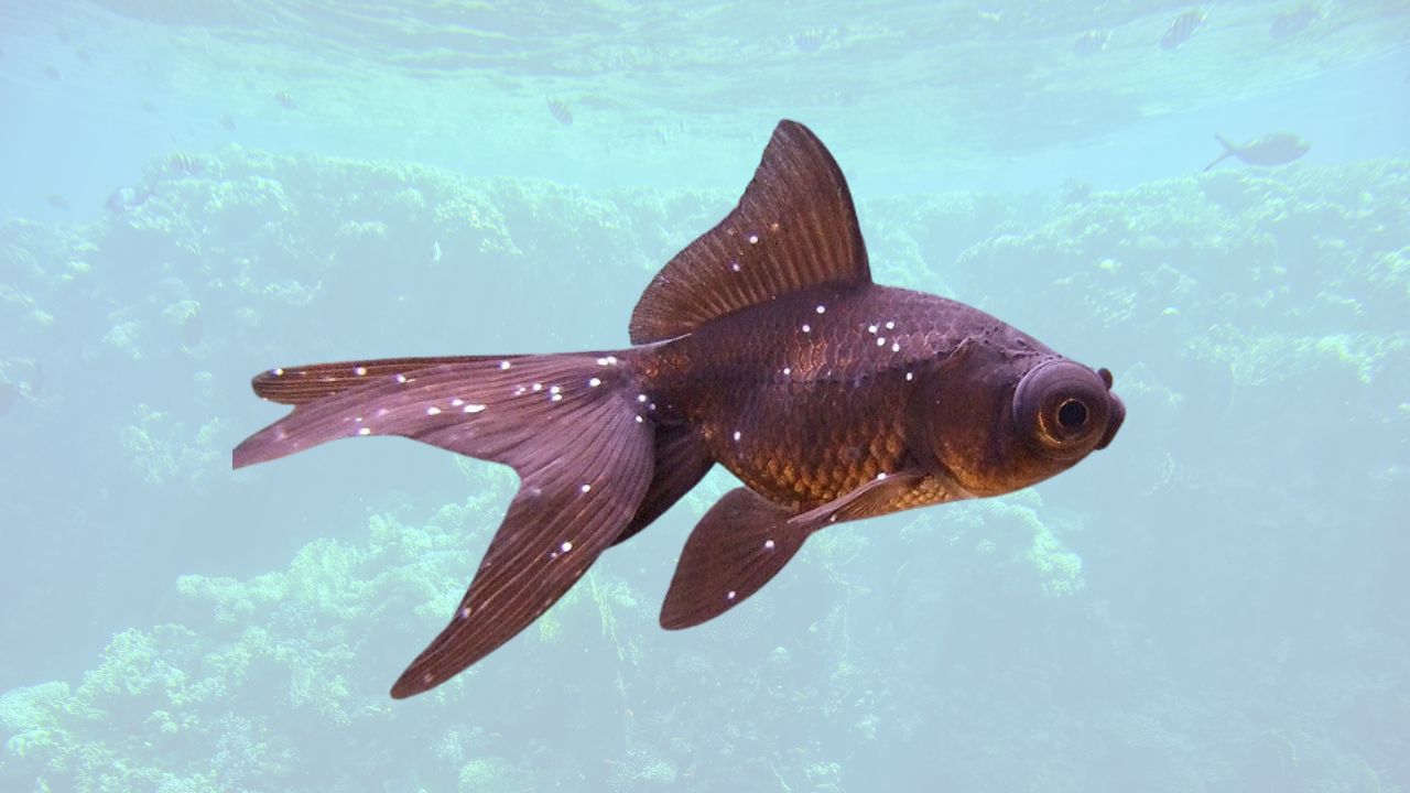 Goldfish Ich Disease (White Spot): Symptoms, Treatment, and Prevention