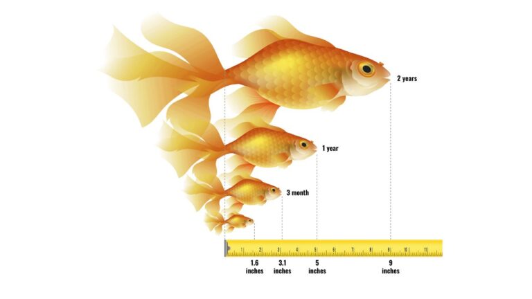 Goldfish Growth Rates: Size, Weight & Growth Chart